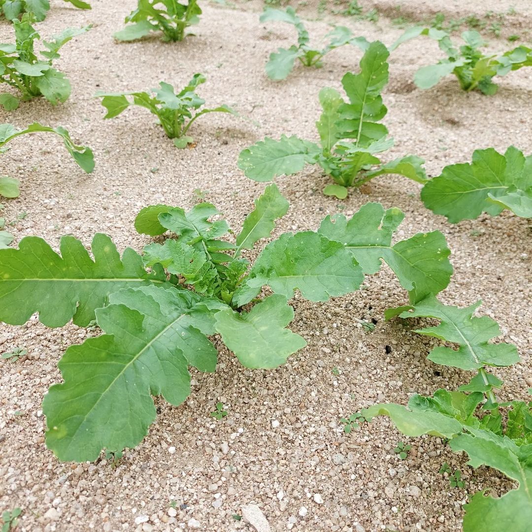 310220666_625977002240861_2133232367723118806_n | たぐちファーム